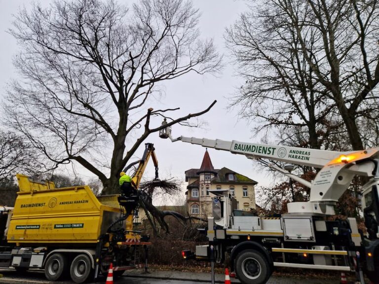 Loch im Baum verschließen – sinnvoll oder schädlich? | Baumdienst Harazin