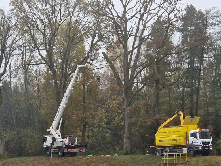 Loch im Baum verschließen – sinnvoll oder schädlich? | Baumdienst Harazin